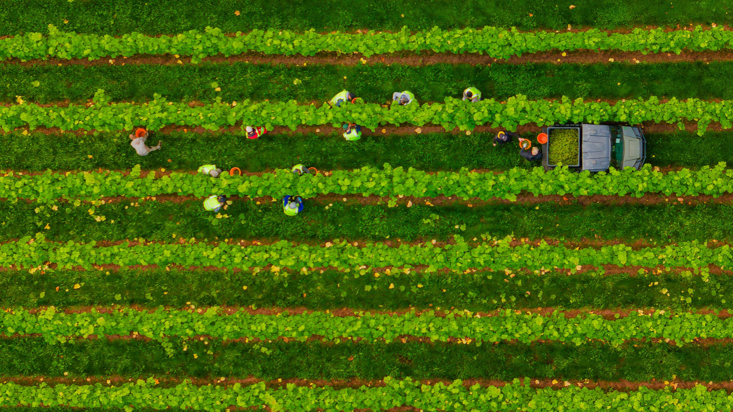 The 2024 Harvest Is Complete! – Radlow Hundred