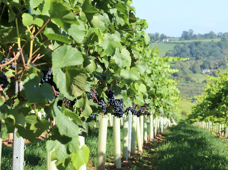 What is viticulture? – Radlow Hundred